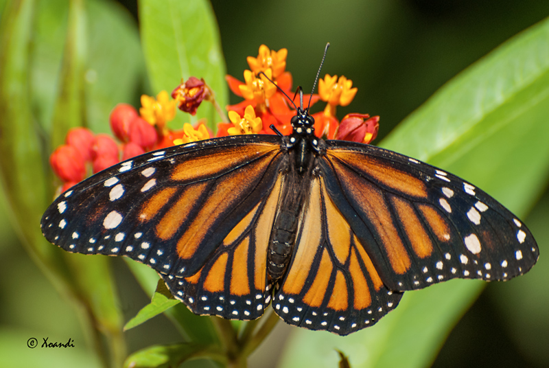 Mariposas monarca | El Blog de Xoandi